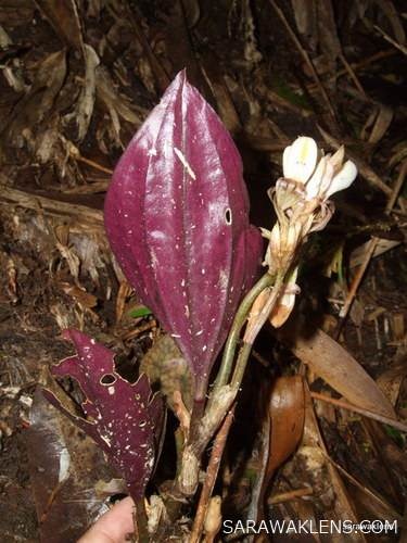 Sarawak Lens: Nephelaphyllum pulchrum (in situ)